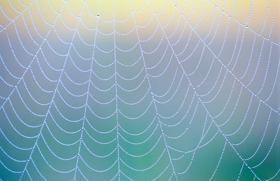 Spinnweb Bilder – Durchsuchen 54 Archivfotos, Vektorgrafiken und Videos ...