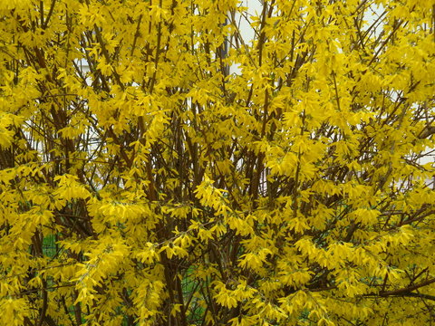 「Calicantus」の写真素材 | 3件の無料イラスト画像 | Adobe Stock