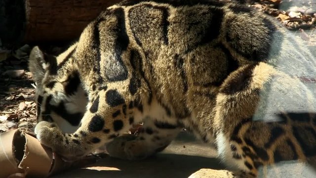 "Clouded Leopard" Images – Browse 934 Stock Photos, Vectors, and Video ...