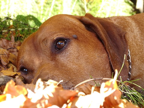 Imágenes de Jagdhundrasse: descubre bancos de fotos, ilustraciones ...