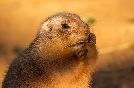 「Sysel」の写真素材 | 58件の無料イラスト画像 | Adobe Stock