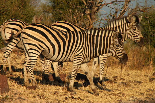 Zibra Images – Browse 47 Stock Photos, Vectors, and Video | Adobe Stock