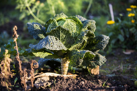 「Kopfkohl」の写真素材 | 217件の無料イラスト画像 | Adobe Stock