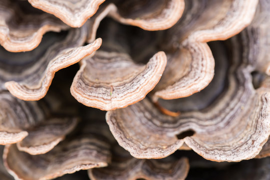Umelt 影像 – 瀏覽 74 個素材庫相片、向量圖和影片 | Adobe Stock