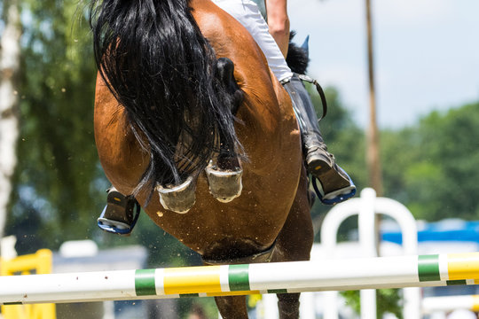 Springpferd bilder – Bläddra bland 976 stockfoton, vektorer och videor ...