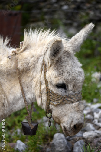 "weißer Hausesel (Equus asinus asinus) - white Donkey" Stockfotos und ...