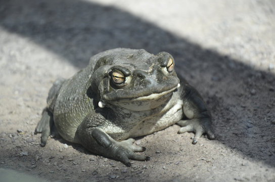Toat bilder – Bläddra bland 287 stockfoton, vektorer och videor | Adobe ...