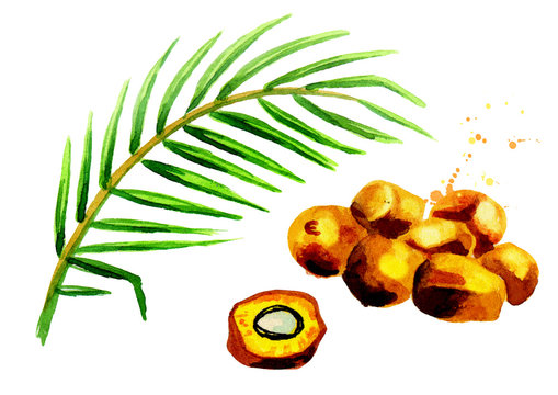 Palm Oil Tree Drawing