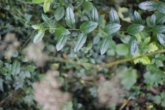 「Ramaje」の写真素材 | 461件の無料イラスト画像 | Adobe Stock