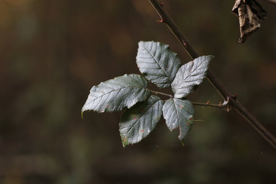 Imágenes de Ramaje: descubre bancos de fotos, ilustraciones, vectores y ...