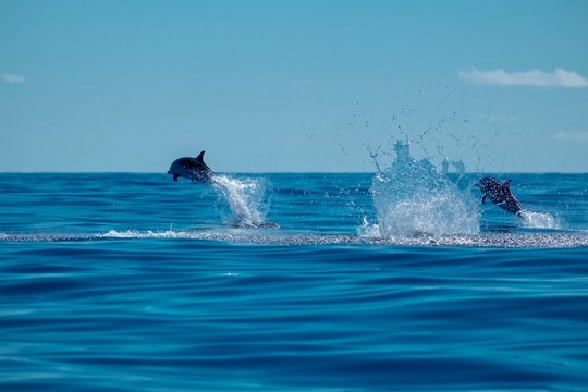 "Striped Dolphin" Images – Browse 381 Stock Photos, Vectors, and Video | Adobe Stock