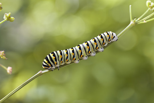 รูปภาพ"Larva – เลือกดูภาพถ่ายสต็อก เวกเตอร์ และวิดีโอ140,502 | Adobe Stock