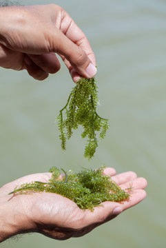 Ararusip Images – Browse 32 Stock Photos, Vectors, and Video | Adobe Stock