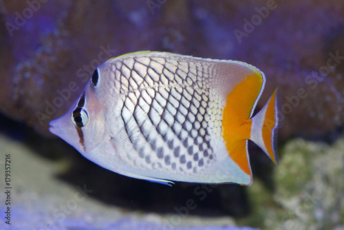 "Pearlscale Butterflyfish, Chaetodon xanthurus" Stock photo and royalty ...