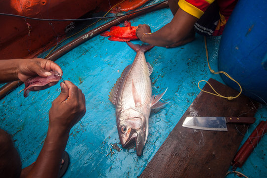 Jobfish Images – Browse 28 Stock Photos, Vectors, and Video | Adobe Stock