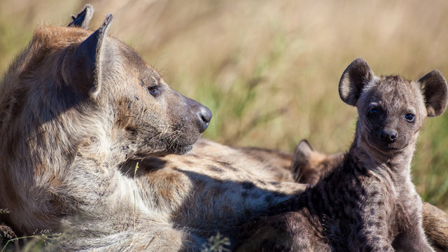 Imágenes de Iena: descubre bancos de fotos, ilustraciones, vectores y ...