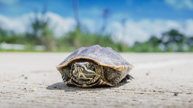 รูปภาพTurtle-Shell – เลือกดูภาพถ่ายสต็อก เวกเตอร์ และวิดีโอ525 | Adobe ...