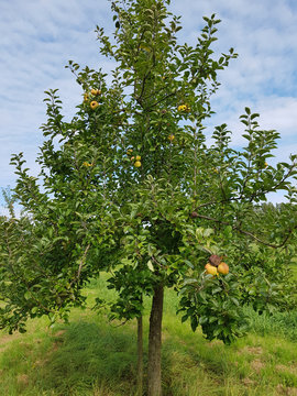 Ssst Images – Browse 63 Stock Photos, Vectors, and Video | Adobe Stock