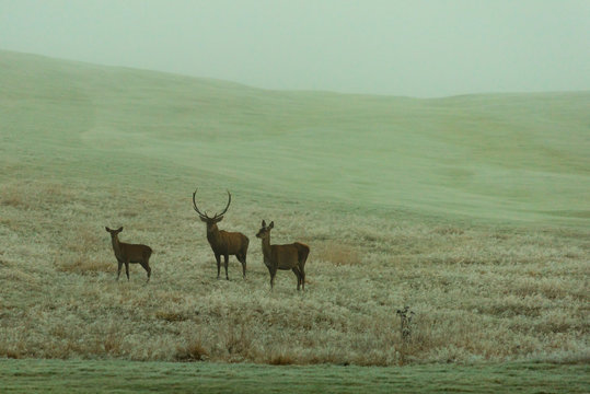 Cervi 画像 - 参照 865 Stock 写真、ベクターおよびビデオ | Adobe Stock