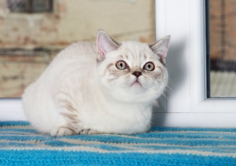 Happy monkey photos, images, assets | Adobe Stock