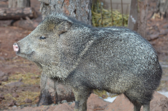 Wild Razorback Animal