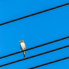 Wildlife photos, royalty-free images, graphics, vectors & videos ...