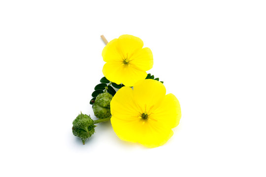 「Plollen」の写真素材 | 100件の無料イラスト画像 | Adobe Stock