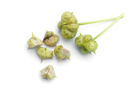 รูปภาพPlollen – เลือกดูภาพถ่ายสต็อก เวกเตอร์ และวิดีโอ100 | Adobe Stock