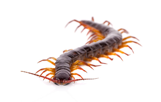 Centipede Images – Browse 12,410 Stock Photos, Vectors, and Video ...