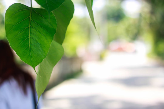 รูปภาพBothi – เลือกดูภาพถ่ายสต็อก เวกเตอร์ และวิดีโอ214 | Adobe Stock