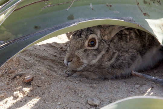 「Angsthase」の画像 - 167 件の Stock 写真、ベクターおよびビデオ | Adobe Stock