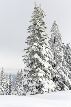 Fichtenbaum Billeder – Gennemse 205 stockfotos, vektorer og videoer ...