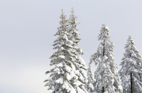 Fichtenbaum Billeder – Gennemse 195 stockfotos, vektorer og videoer ...