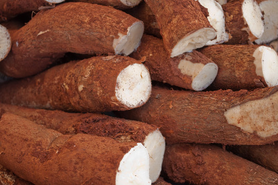 Imagens de Aipim – Explore Fotografias do Stock, Vetores e Vídeos de ...