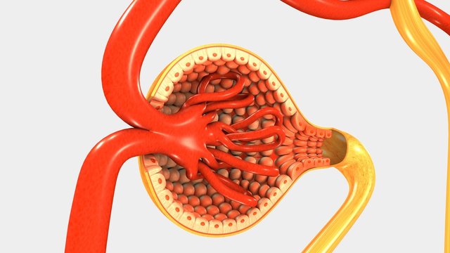 Nephrons Images – Browse 2,775 Stock Photos, Vectors, and Video | Adobe ...
