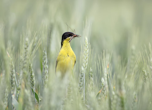 Moscitos Bilder – Durchsuchen 20 Archivfotos, Vektorgrafiken und Videos ...