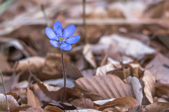 "Hepatica Nobilis Images – Browse 9,797 Stock Photos, Vectors, and ...