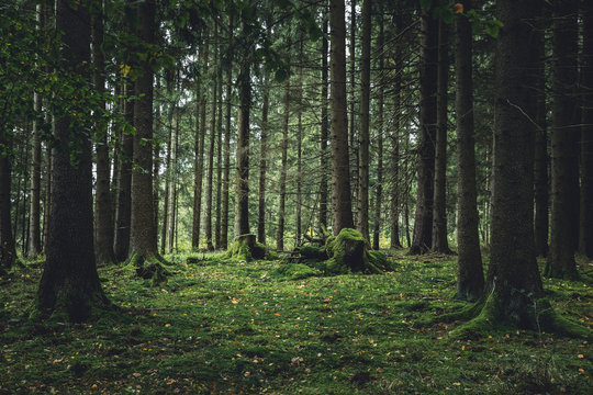 รูปภาพ"Wald – เลือกดูภาพถ่ายสต็อก เวกเตอร์ และวิดีโอ1,241,593 | Adobe Stock