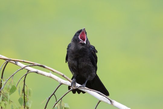 Gawron Images – Browse 257 Stock Photos, Vectors, and Video | Adobe Stock