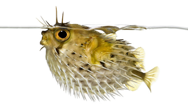 Swellfish Bilder – Durchsuchen 14,759 Archivfotos, Vektorgrafiken und ...