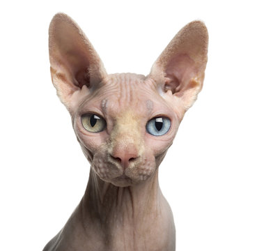 Sphynx Cat Face