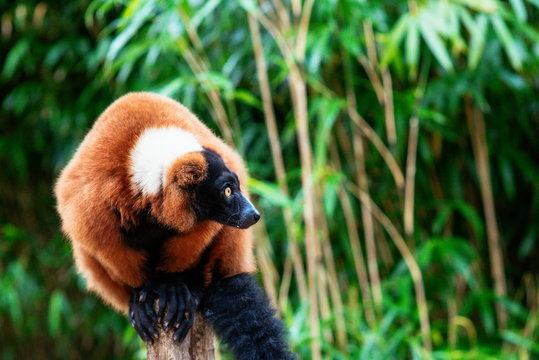 True-Lemur Images – Browse 42 Stock Photos, Vectors, and Video | Adobe ...