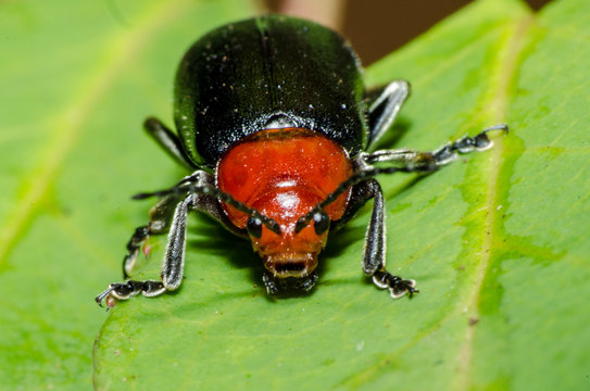 Ixodoidea Bilder – Durchsuchen 367 Archivfotos, Vektorgrafiken und ...