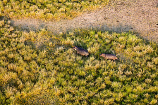 Hyppo Bilder – Durchsuchen 316 Archivfotos, Vektorgrafiken und Videos ...