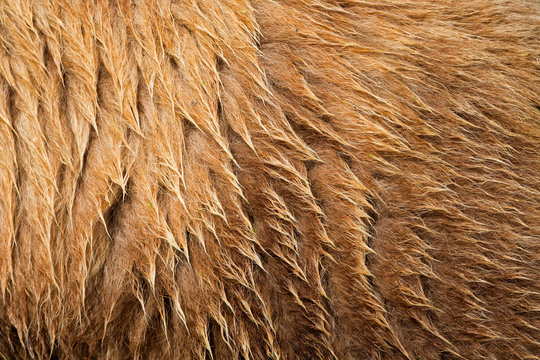 Fur Images – Browse 9,112,225 Stock Photos, Vectors, and Video | Adobe ...