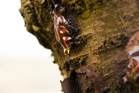 "Colla Bilder – Durchsuchen 1,215 Archivfotos, Vektorgrafiken und ...