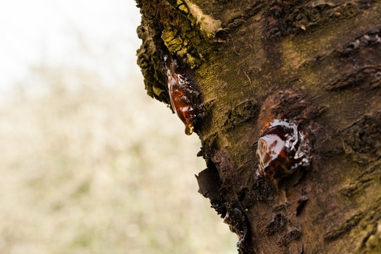"Colla Bilder – Durchsuchen 1,215 Archivfotos, Vektorgrafiken und ...