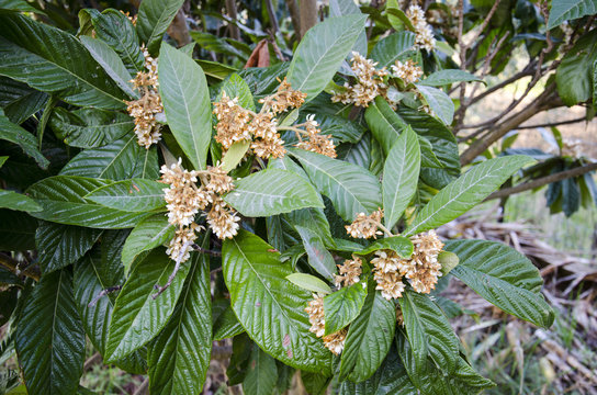 Matago photos, images, assets | Adobe Stock