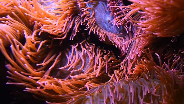 Sebae-Bilder: Stock-Fotos & -Videos. | Adobe Stock