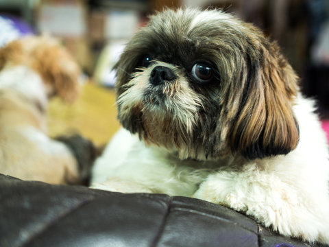 「Shishu」の写真素材 | 26件の無料イラスト画像 | Adobe Stock